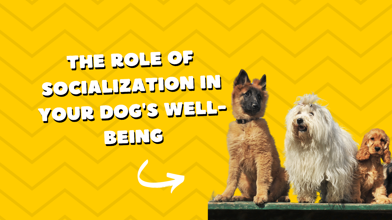 The Role of Socialization in Your Dog's Well-being - HappySidekick