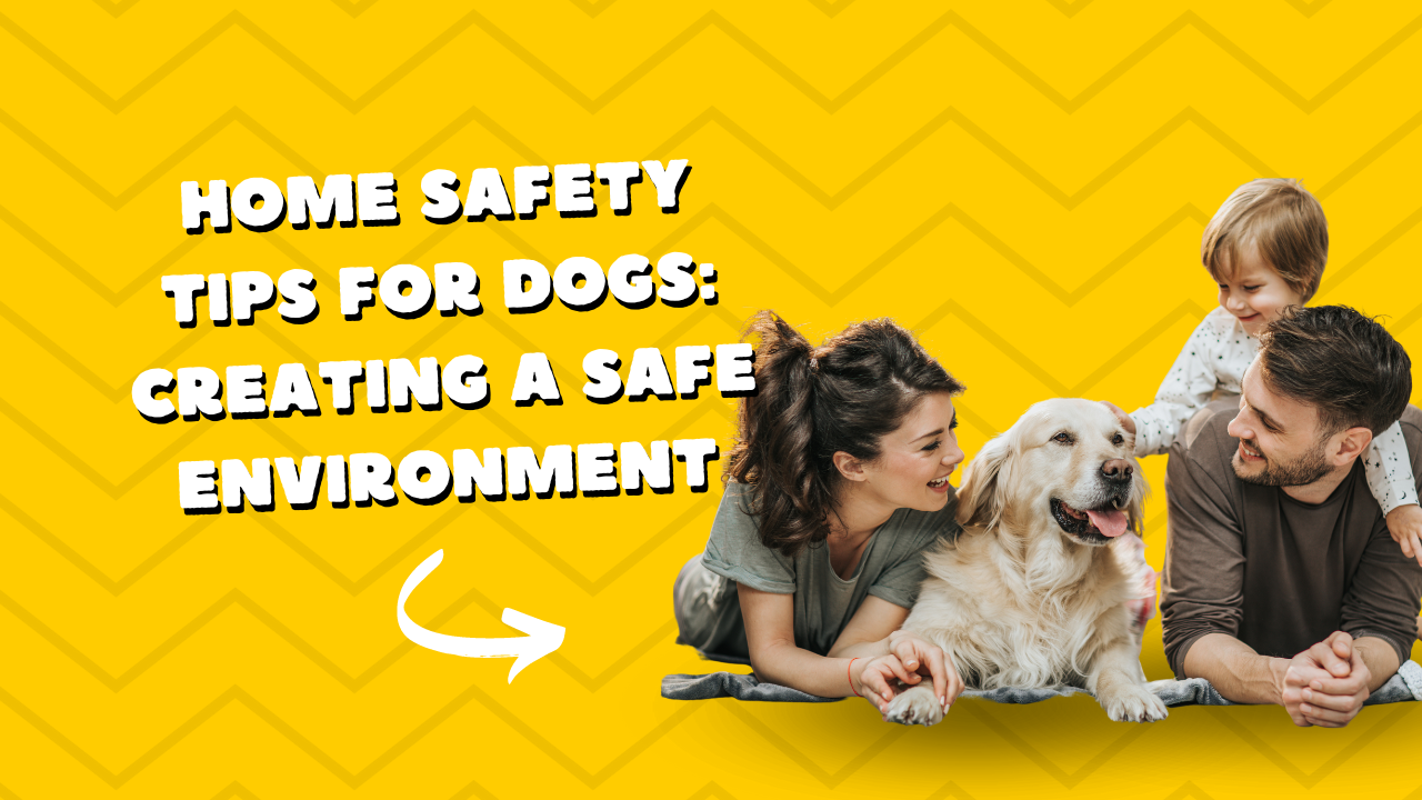 Home Safety Tips for Dogs: Creating a Safe Environment